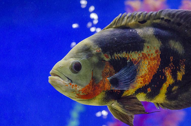 African Cichlids Fish Breed Information And Pictures