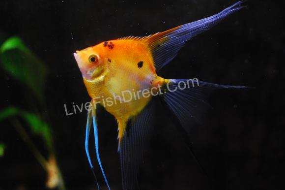 Koi Angelfish - Live Fish Direct