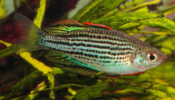 Dwarf maccullochi - Live Fish Direct