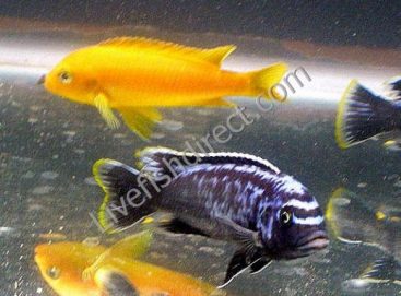 Msobo Magunga Cichlid - Live Fish Direct