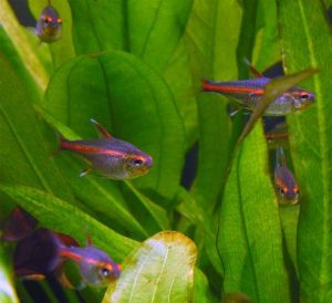 Sunset Variatus Platy | Live Fish Direct